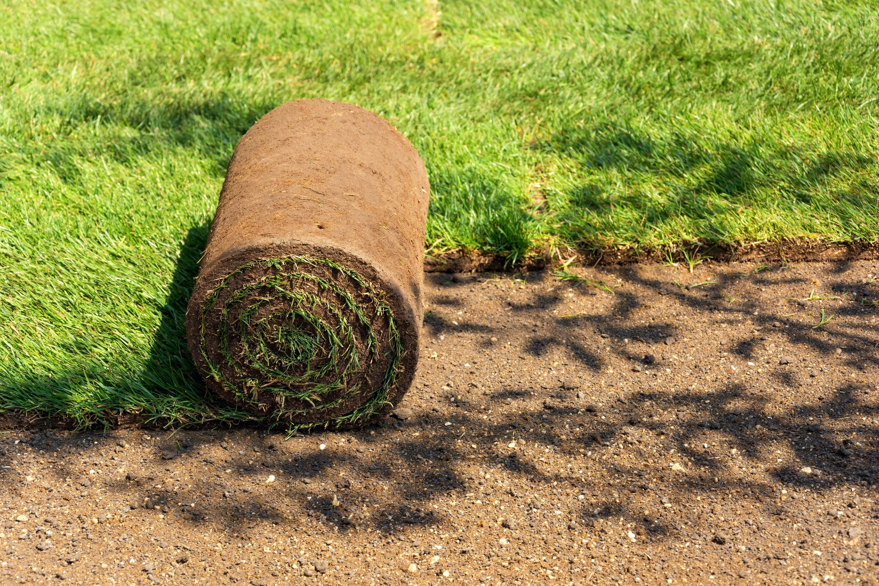 Rollrasen Ab Wann Verlegen